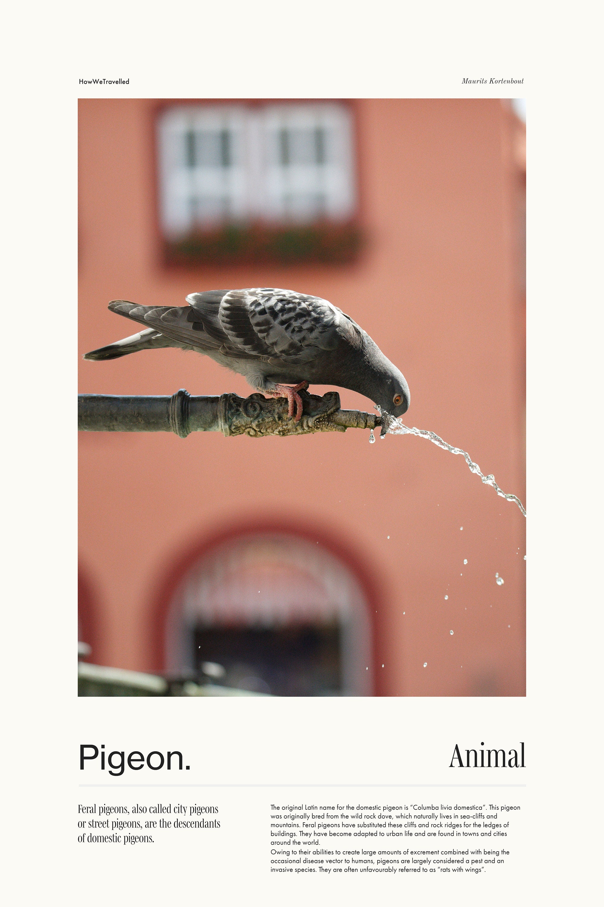 Infographic Poster Animal Print Pigeon Wall Art Bird Photo - Etsy