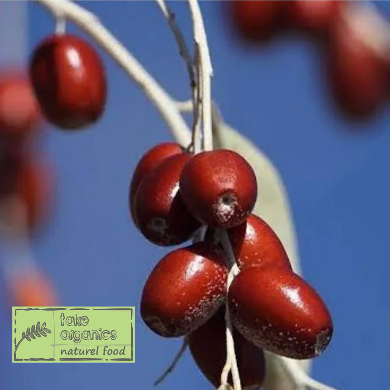 Organic, Natural Silverberry, Oleaster, Senjed, Elaeagnus Angustifolia ...