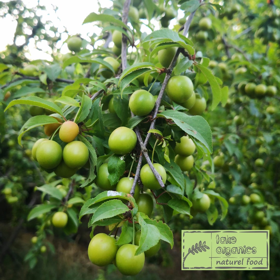 Fresh Green Plum , Greengage ,generik,janerik,seasonal Fruit , Yesil ...