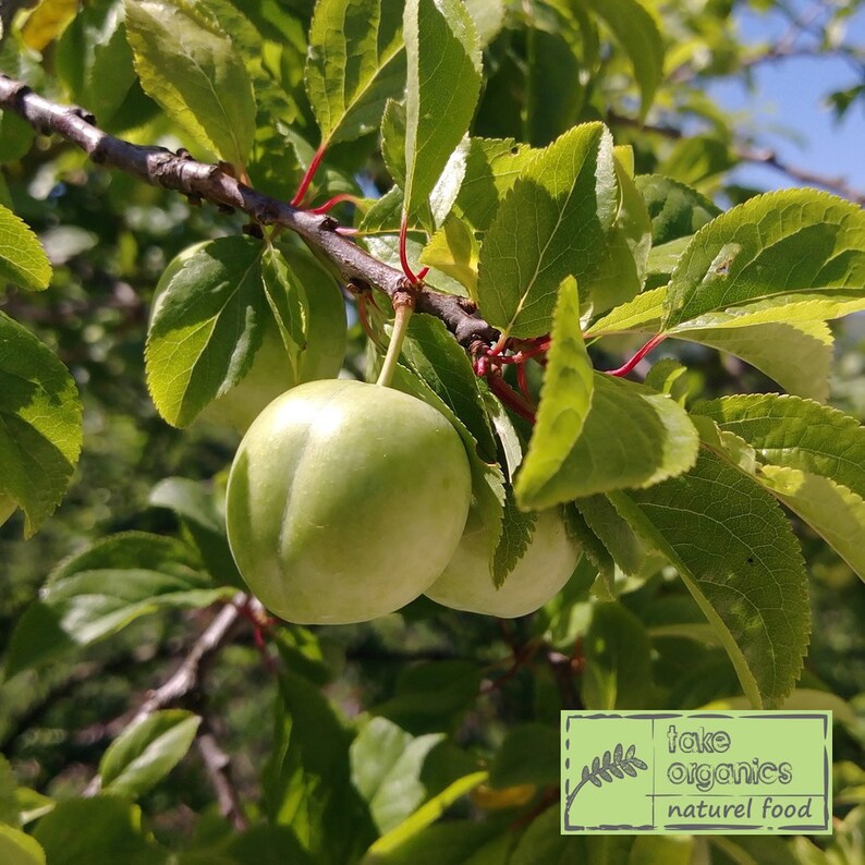 Green Gage, Green Sour Plum, Green Plum Fruit, Popular Fruits, Best ...