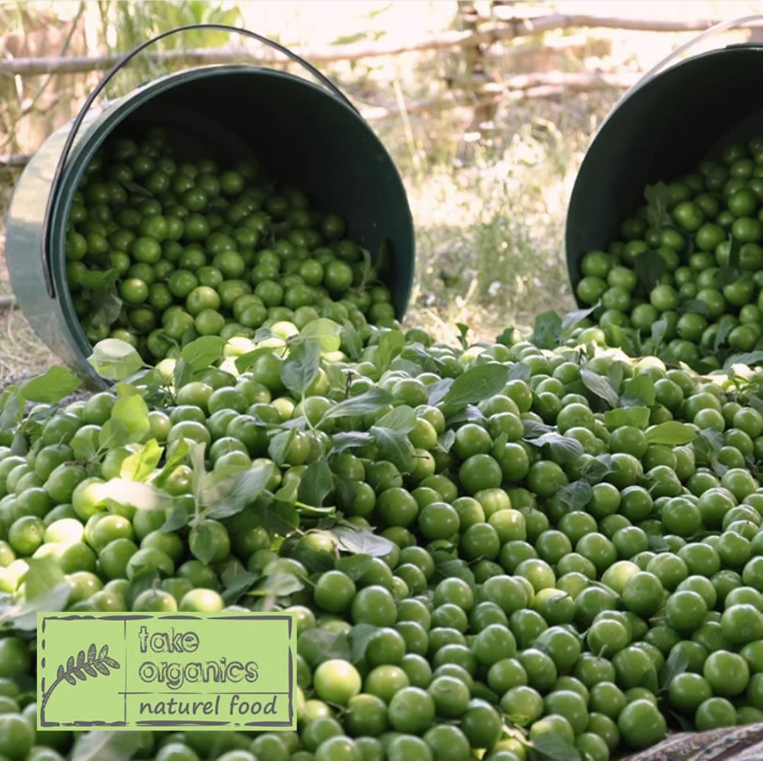 Green Gage, Green Sour Plum, Green Plum Fruit, Popular Fruits, Best ...