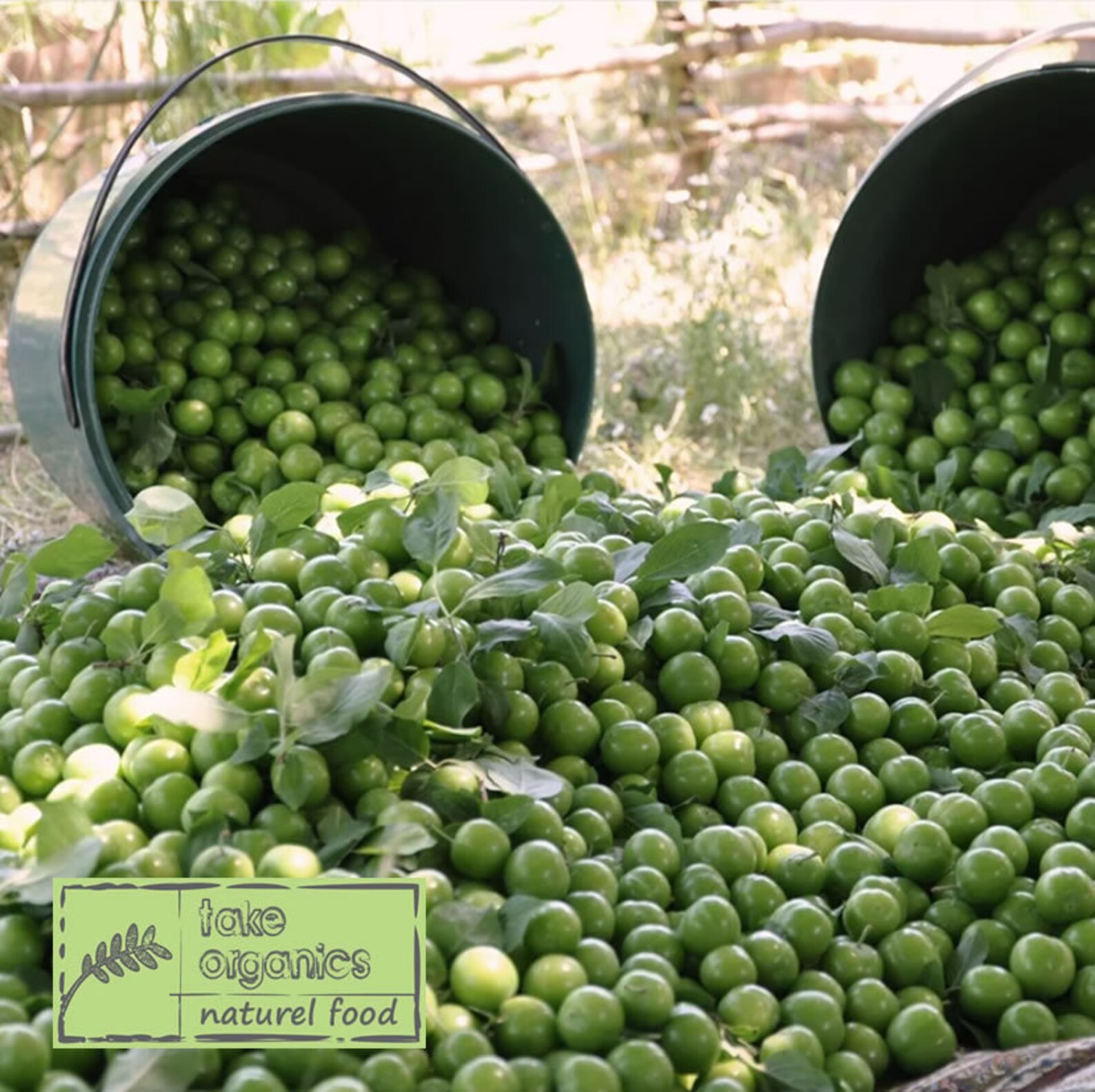 Green Gage, Green Sour Plum, Green Plum Fruit, Popular Fruits, Best ...