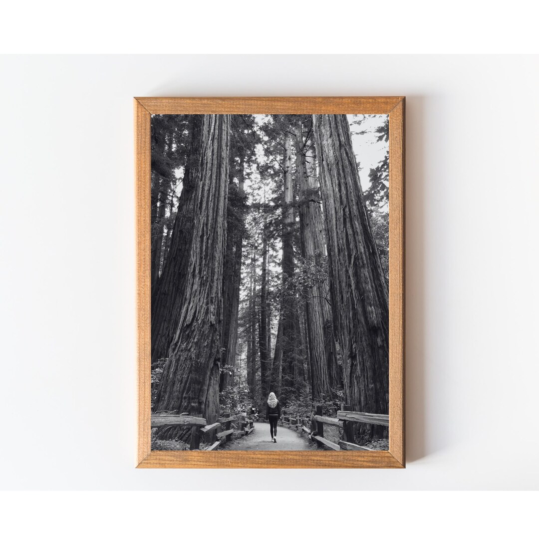 Rustic Forest Wallpaper, Black and White Tree Download, Wilderness ...