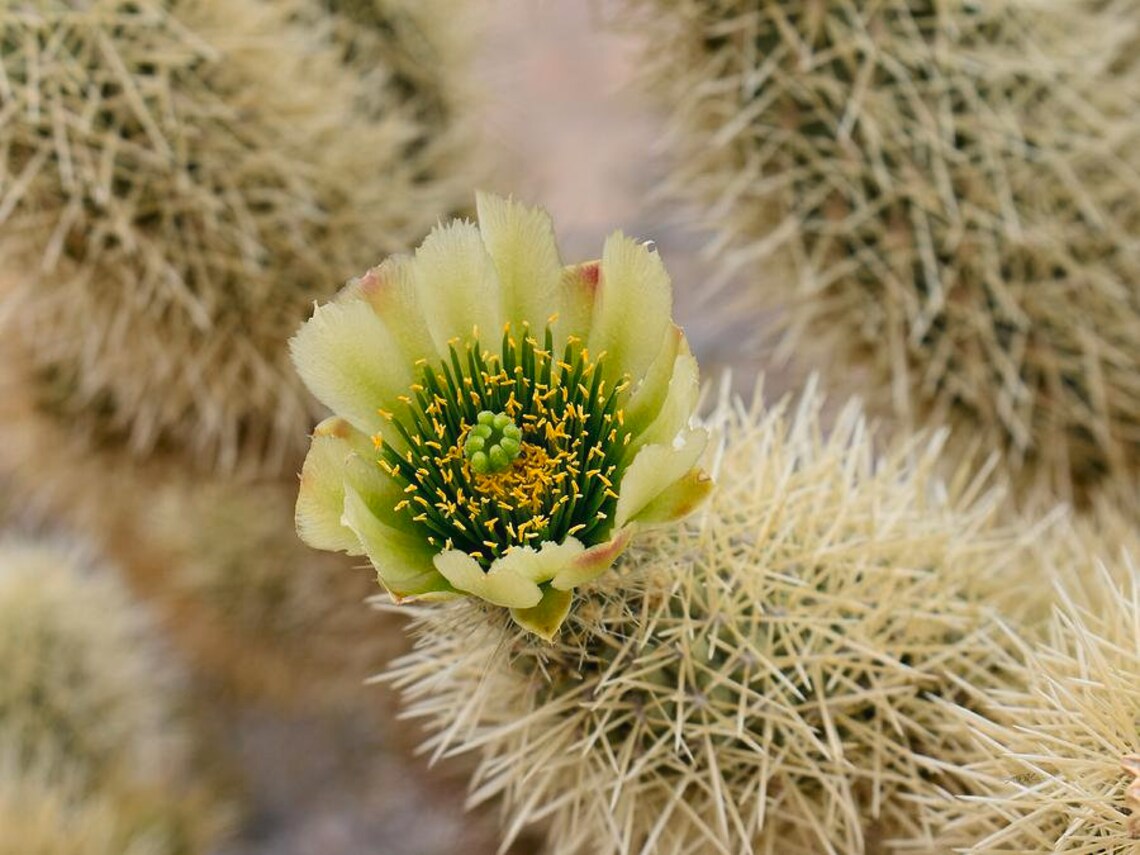 Teddy Bear Cholla Cactus - Etsy