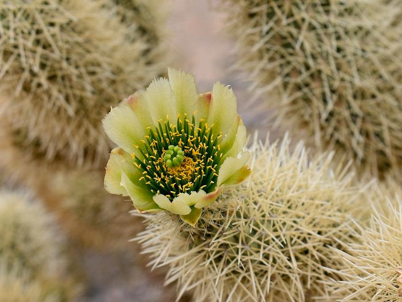 Teddy Bear Cholla Cactus - Etsy