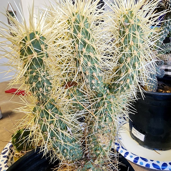 Cholla Cactus - Etsy
