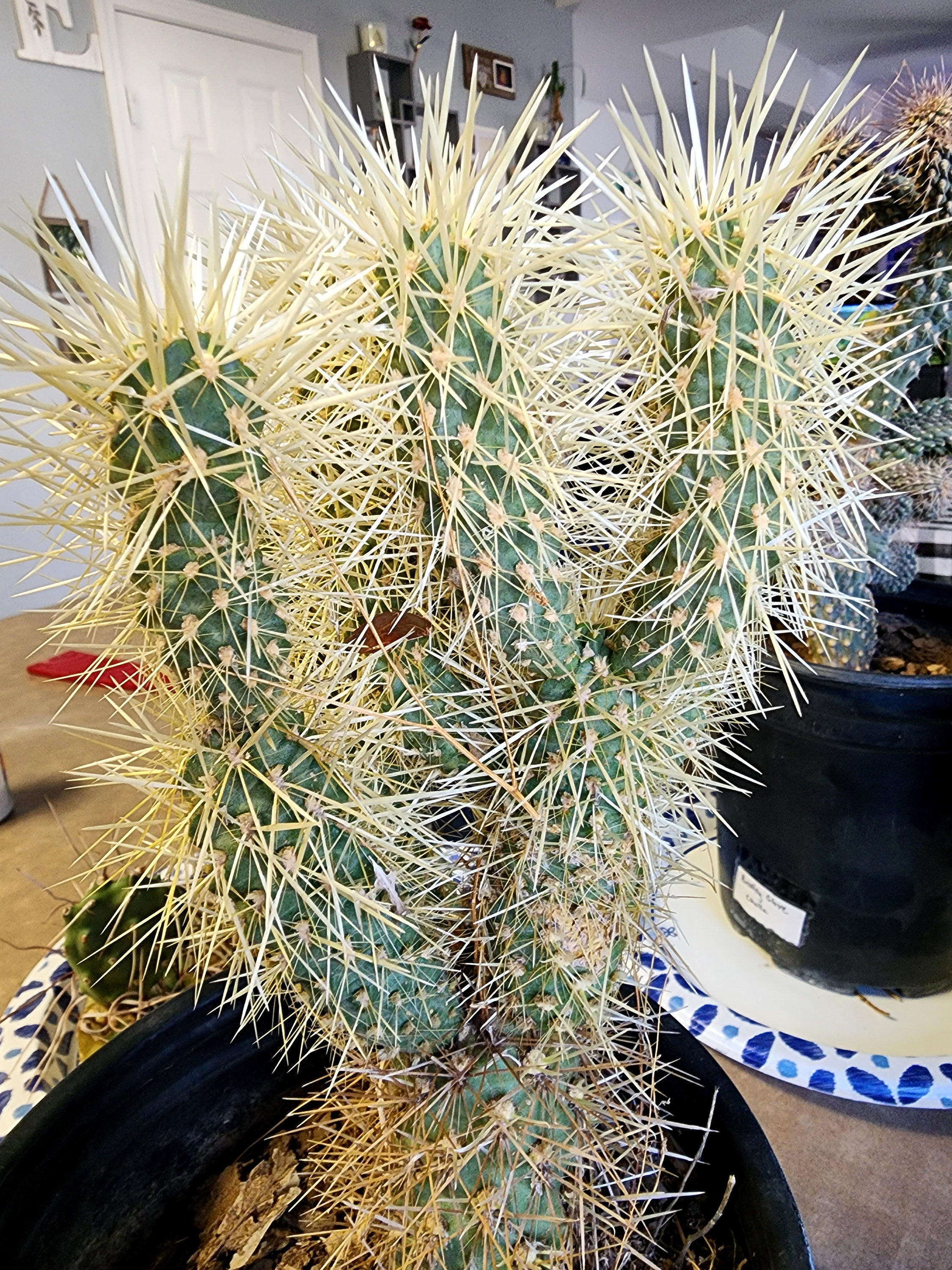 Teddy Bear Cholla Cactus - Etsy
