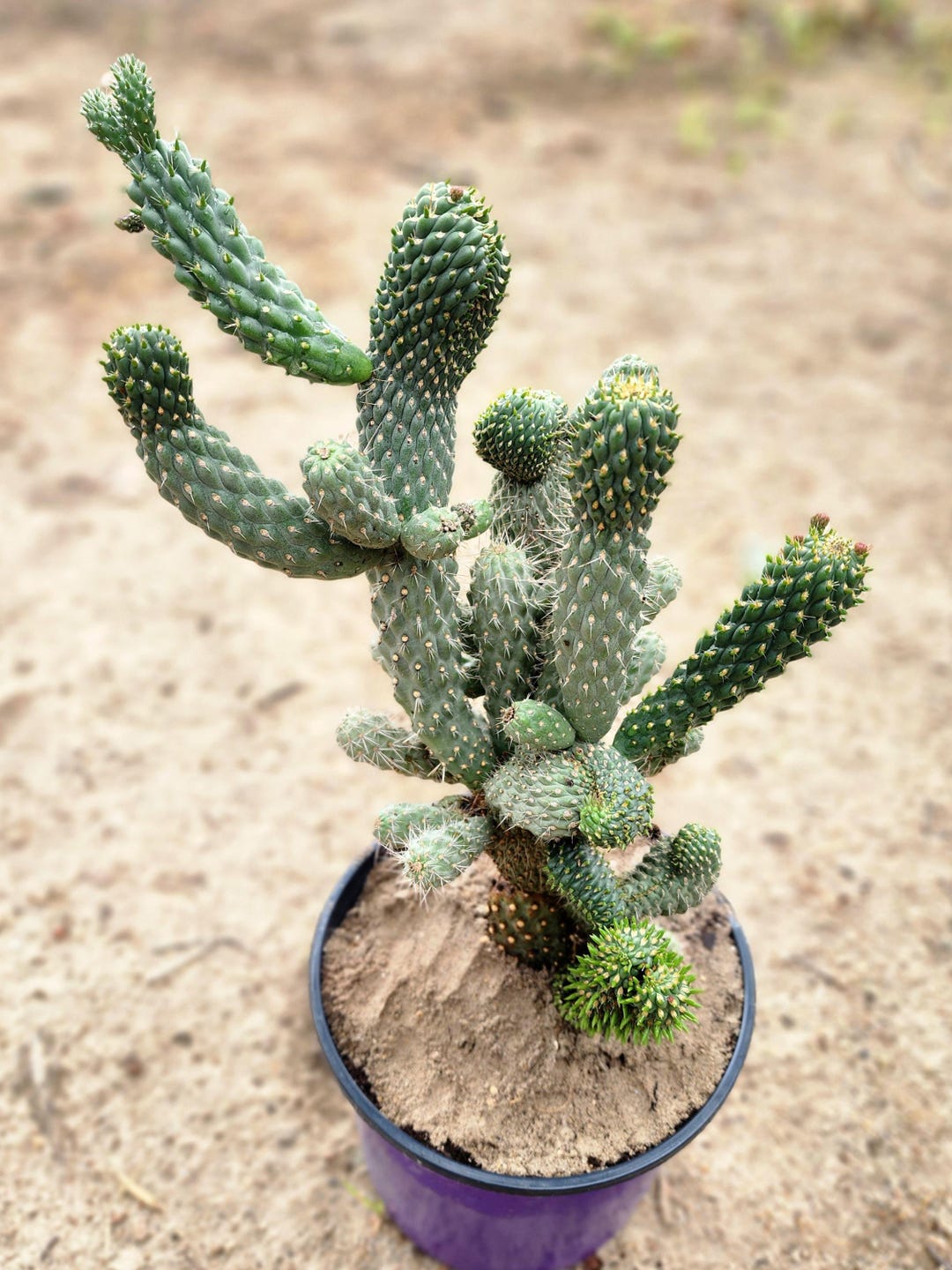 Boxing Glove Cholla Cactus - Etsy