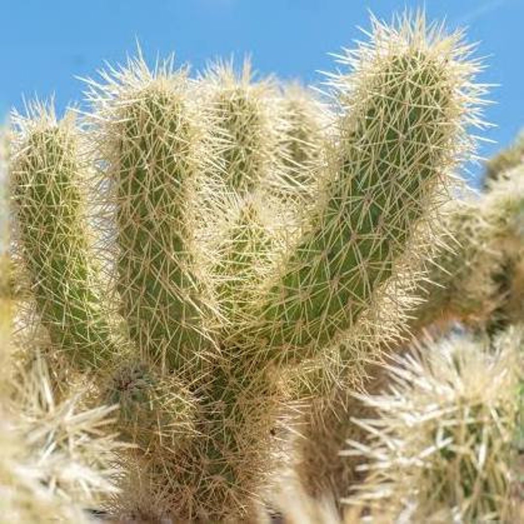 Teddy Bear Cholla Cactus - Etsy