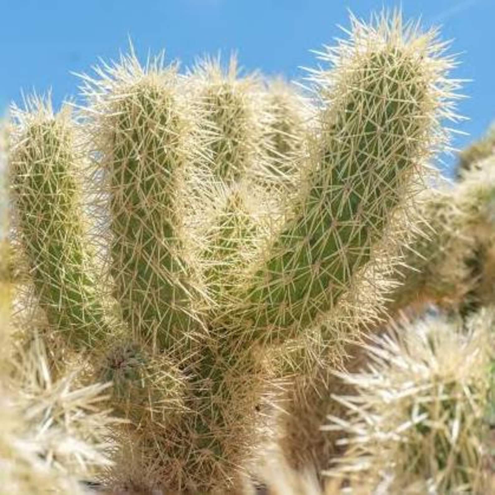 Teddy Bear Cholla Cactus - Etsy