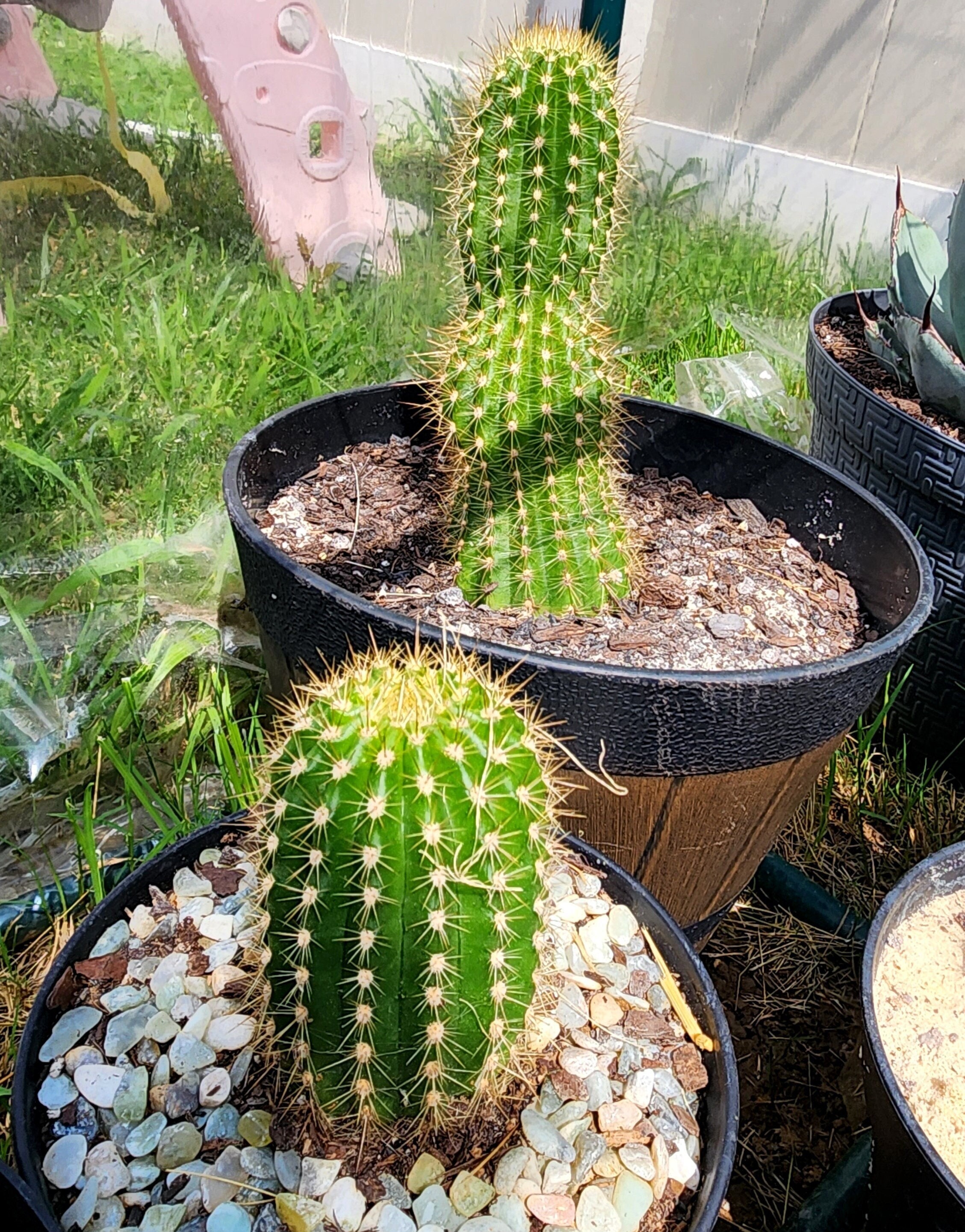 Round Cactus Plants
