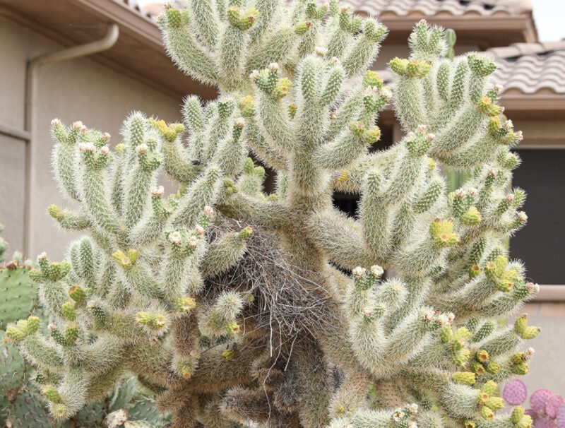 Teddy Bear Cholla Cactus - Etsy