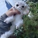 Baby Falkor, Baby Dragon, Falkor, Art Doll - Etsy