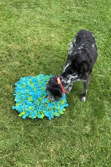 Snuffle Mat | Rooting Mat | Treat Rug | Made Special for Dogs, Cats ...