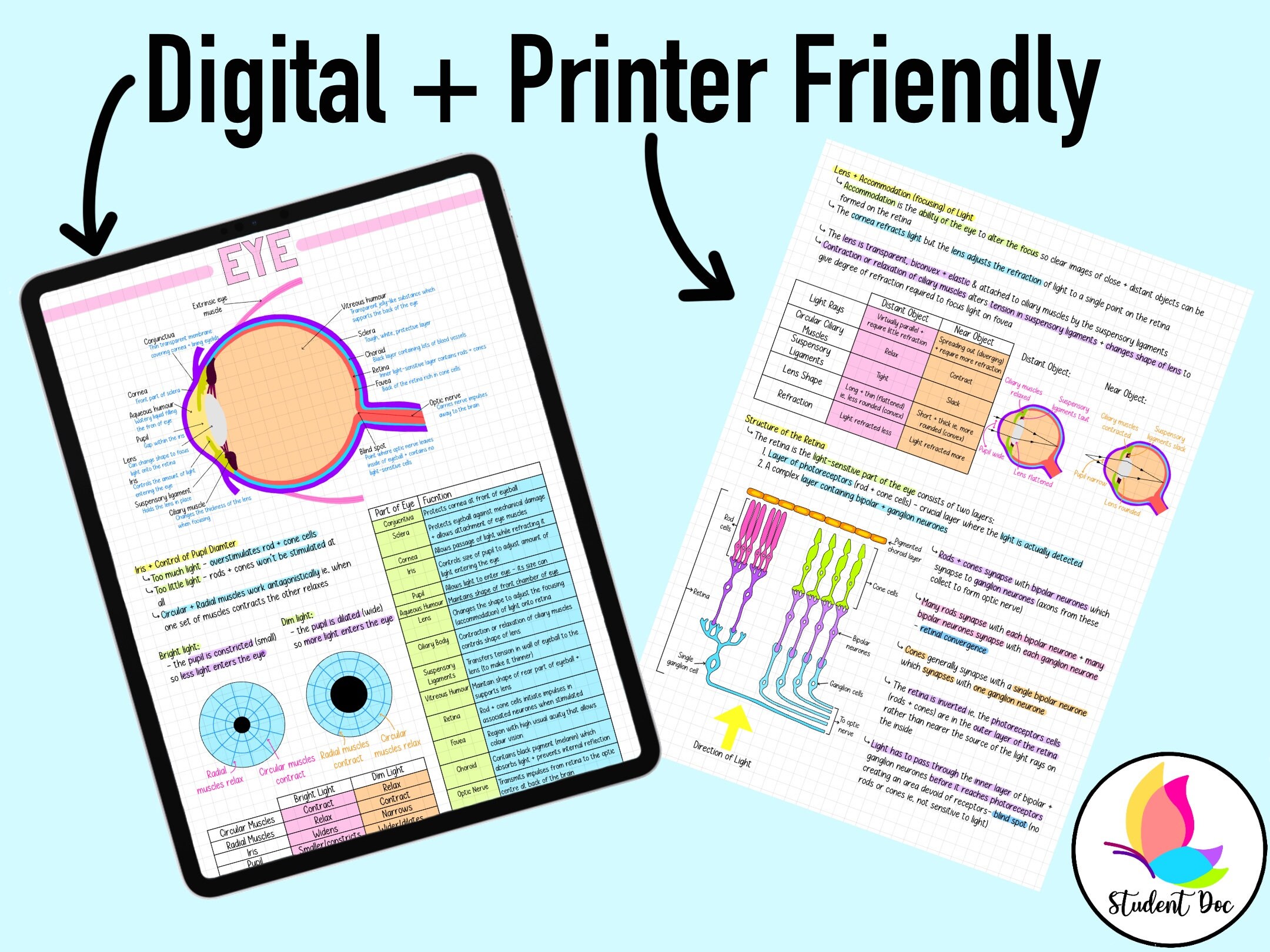 BIOLOGY NOTES A LEVEL - Eye - Etsy