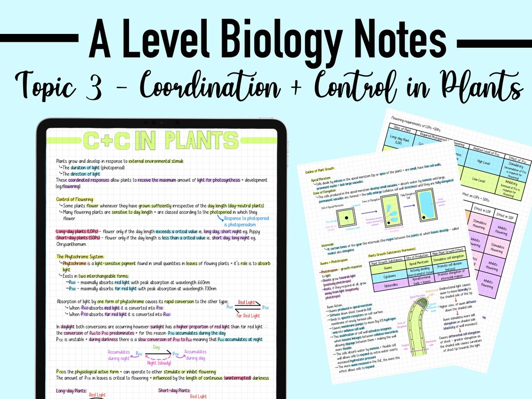 BIOLOGY NOTES A LEVEL - Coordination + Control in Plants - Etsy