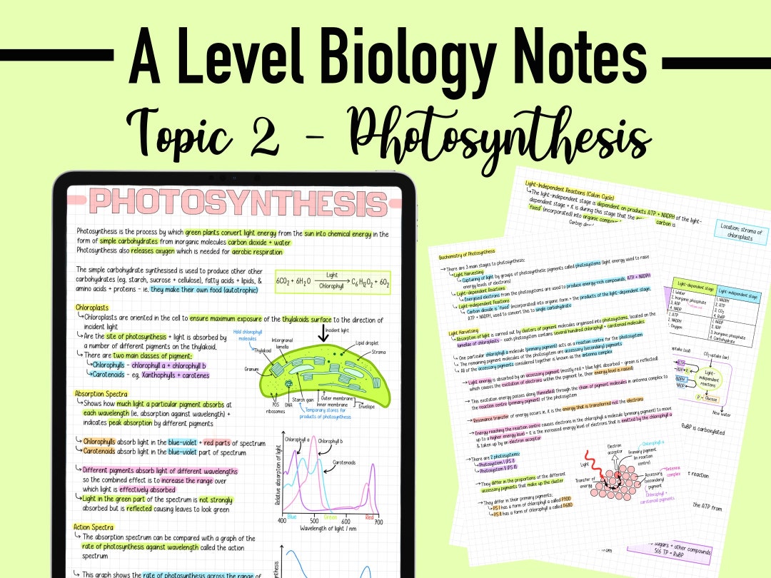 BIOLOGY NOTES A LEVEL - Photosynthesis - Etsy