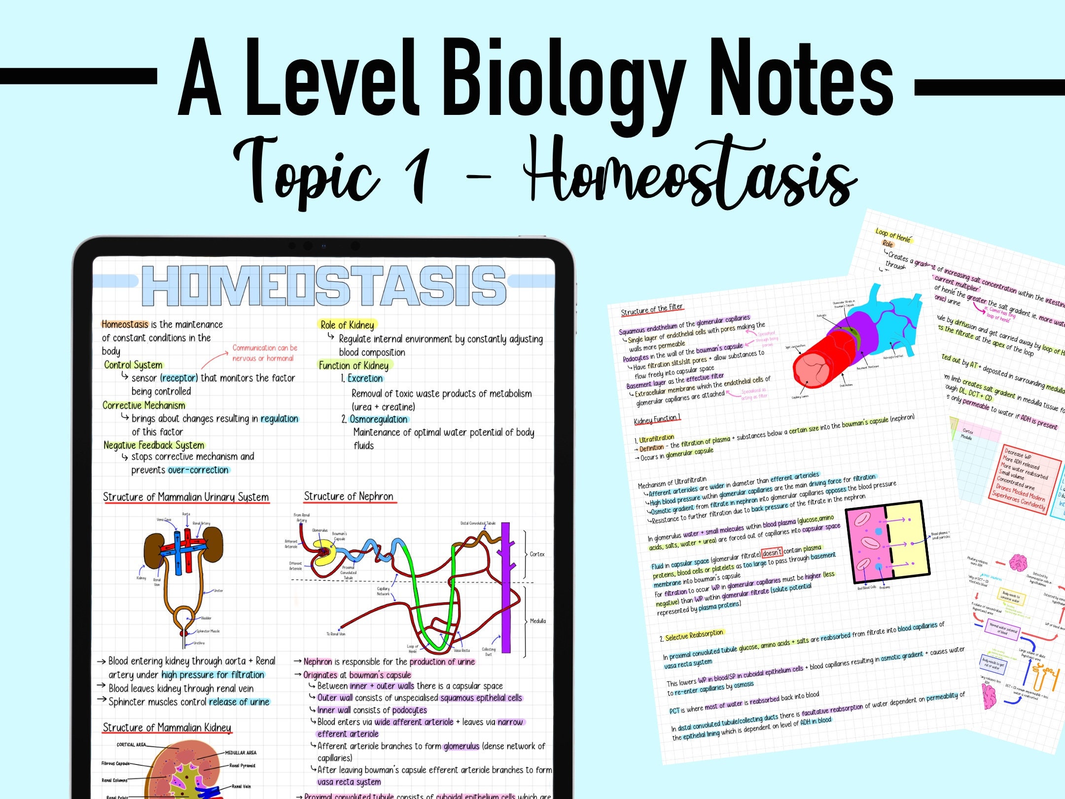 BIOLOGY NOTES A LEVEL - Homeostasis + the Kidney - Etsy