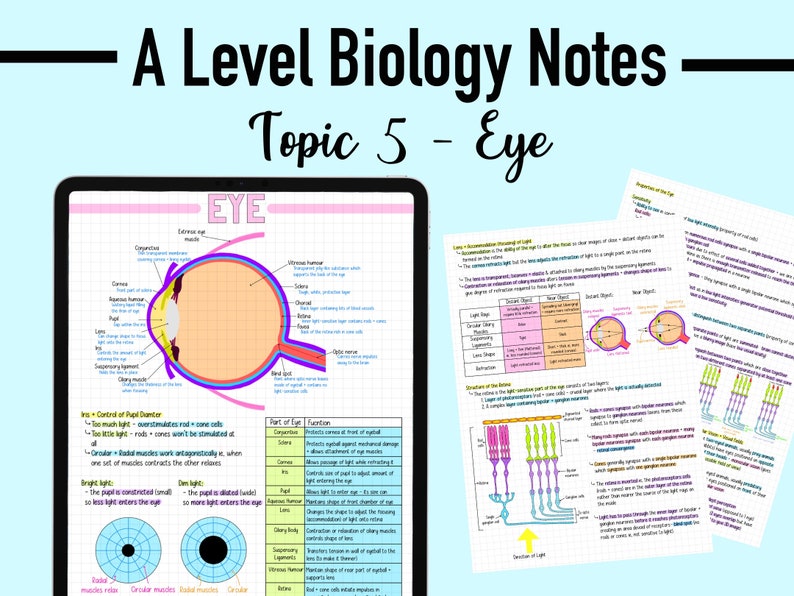 BIOLOGY NOTES A LEVEL - Eye - Etsy