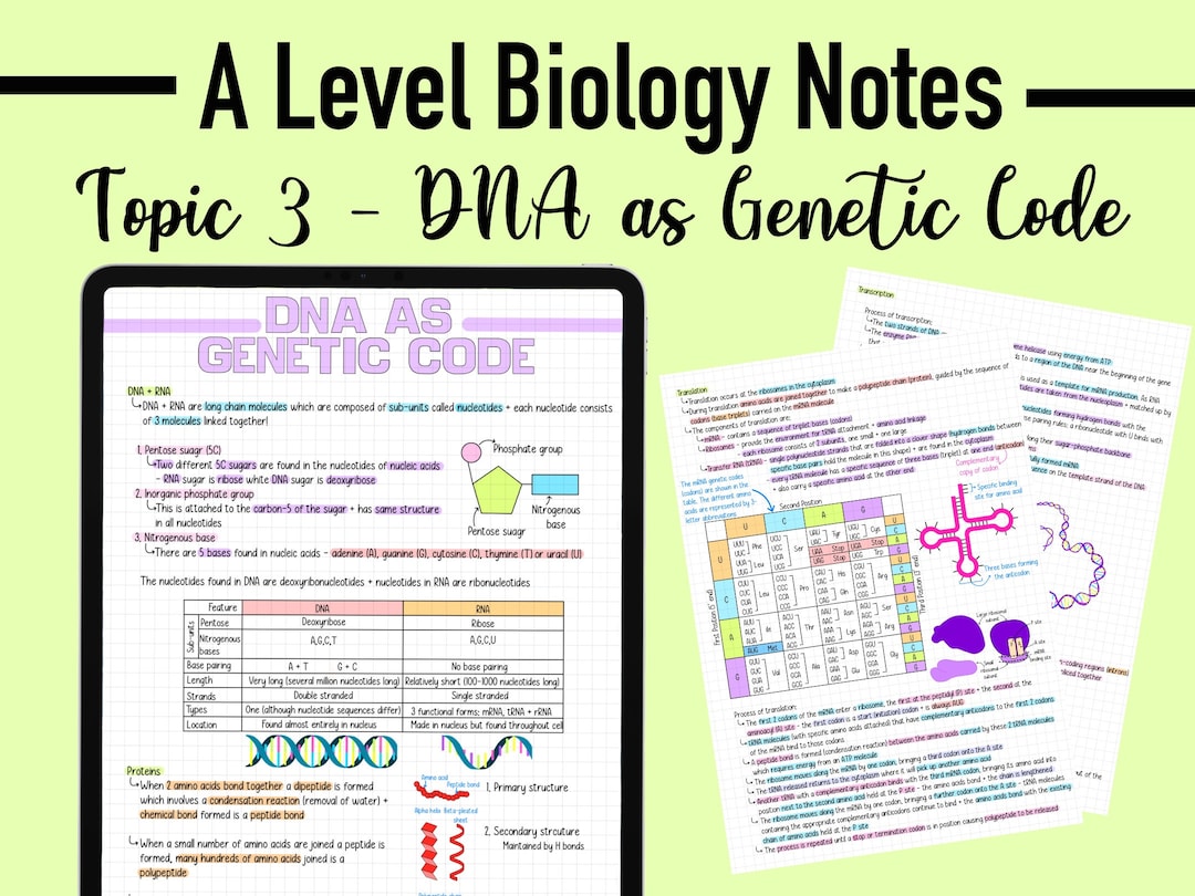 BIOLOGY NOTES A LEVEL - D.N.A as Genetic Code - Etsy