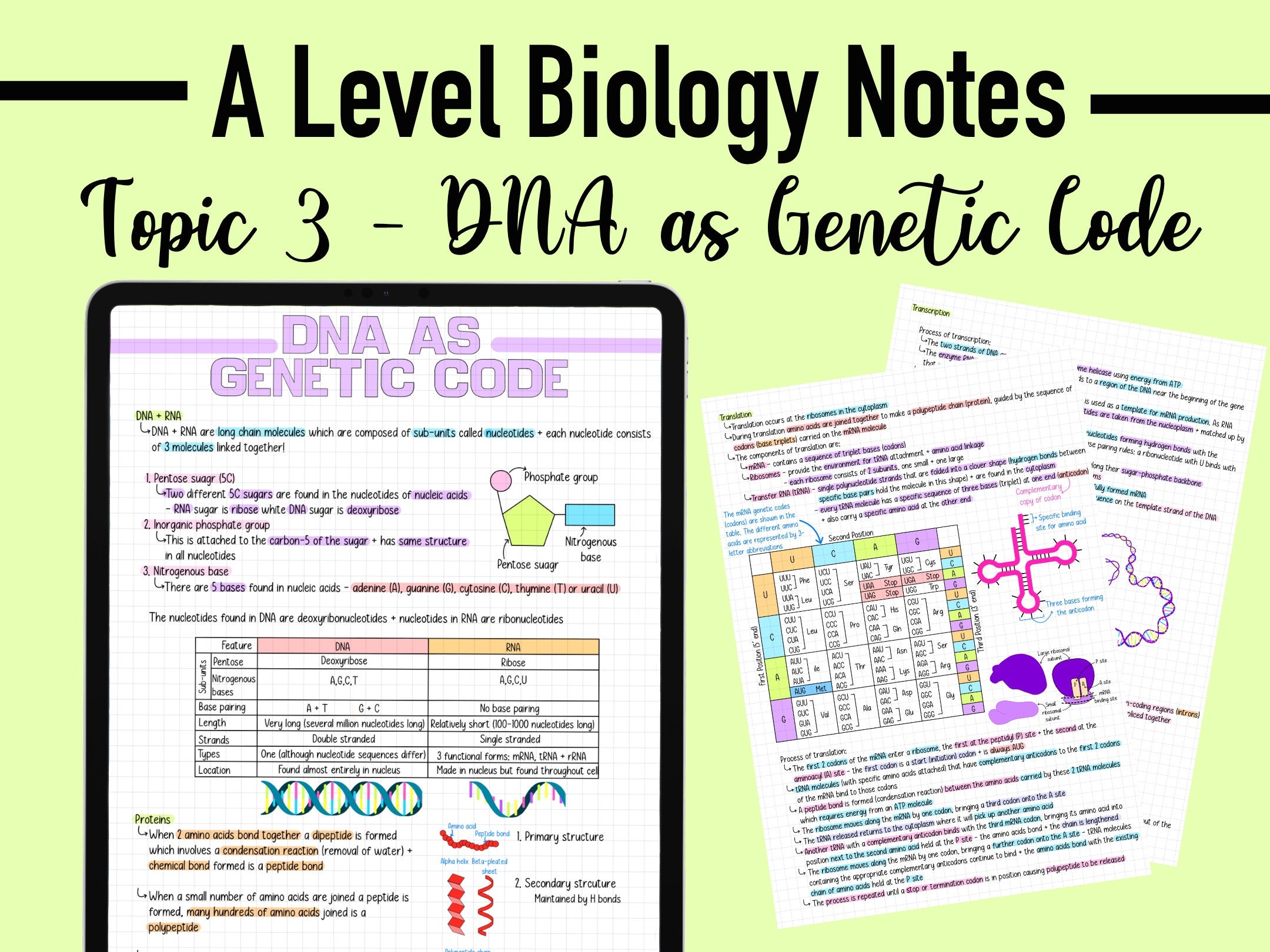 BIOLOGY NOTES A LEVEL - D.N.A as Genetic Code - Etsy