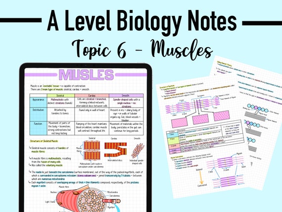 BIOLOGY NOTES A LEVEL Muscles - Etsy