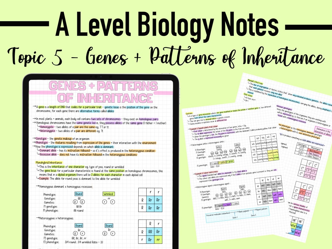 BIOLOGY NOTES A LEVEL - Genes + Patterns of Inheritance - Etsy UK