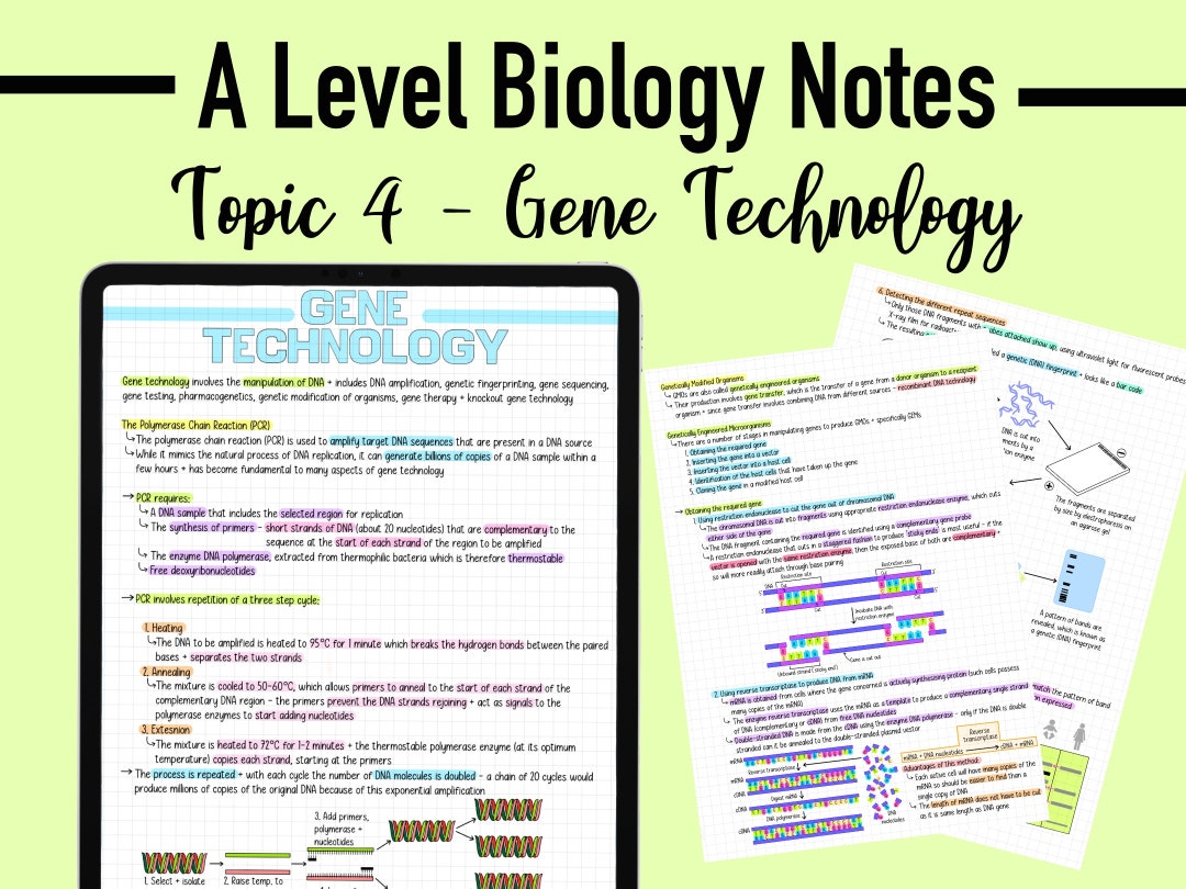 BIOLOGY NOTES A LEVEL - Gene Technology - Etsy