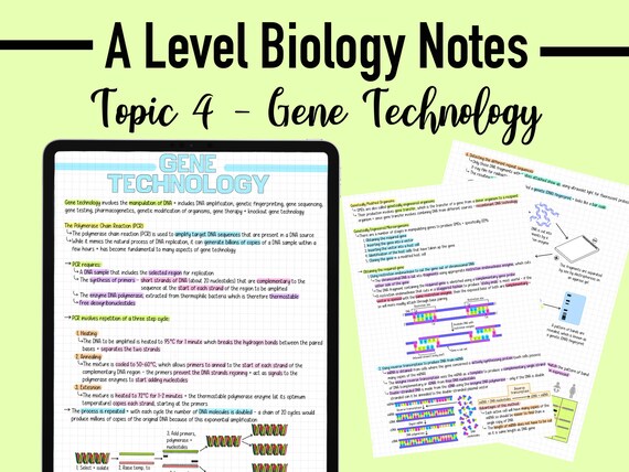 BIOLOGY NOTES A LEVEL Gene Technology - Etsy