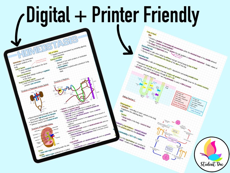 BIOLOGY NOTES A LEVEL Homeostasis the Kidney - Etsy