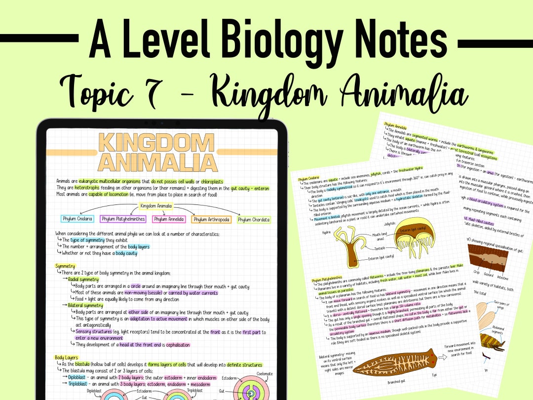 BIOLOGY NOTES A LEVEL Kingdom Animalia - Etsy