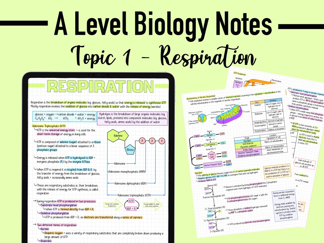 BIOLOGY NOTES A LEVEL - Respiration - Etsy