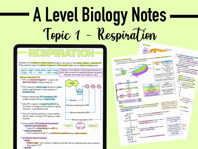 BIOLOGY NOTES A LEVEL - Respiration - Etsy
