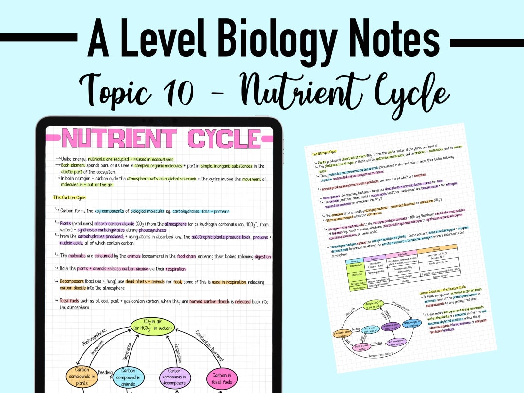 BIOLOGY NOTES A LEVEL Nutrient Cycle - Etsy