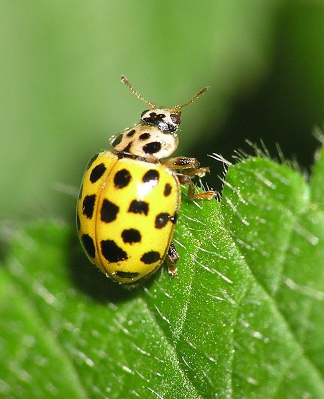 Rumena Pikapolonica - Etsy