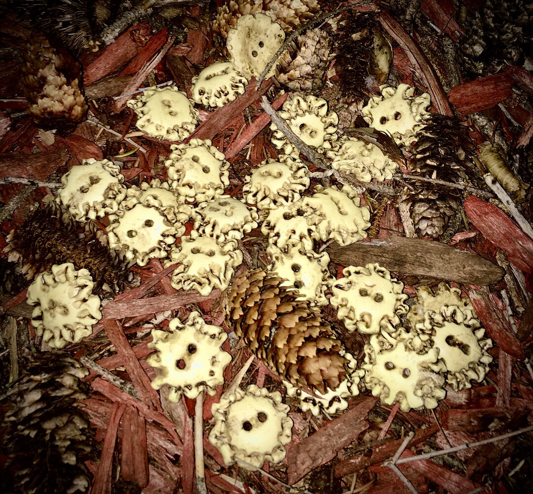 Set of 3 Composite Antler Crown Buttons - Etsy