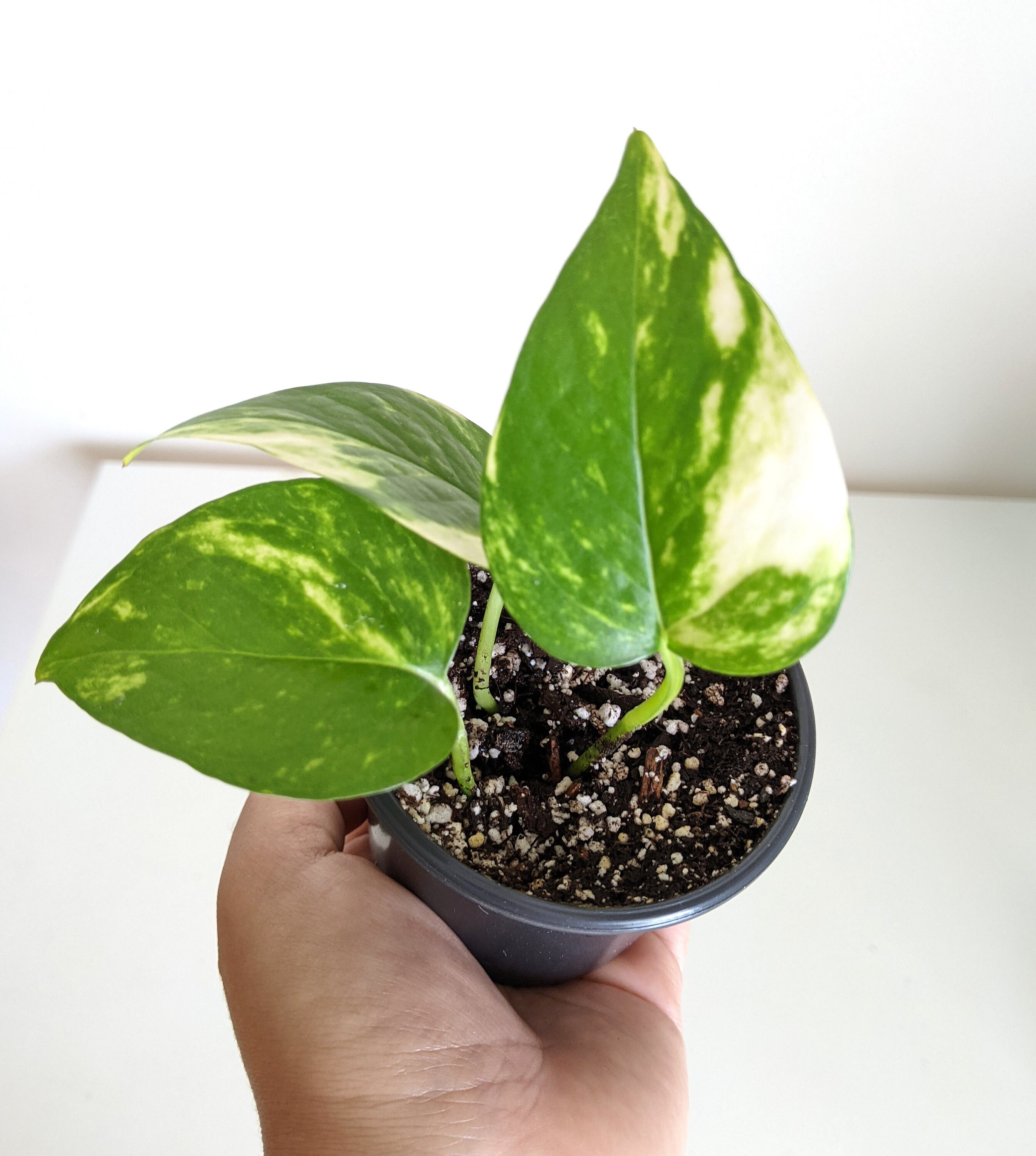 Golden Pothos Pothos Devils Ivy Varied Size Potted Plant 3 Pot I 4 Pot ...