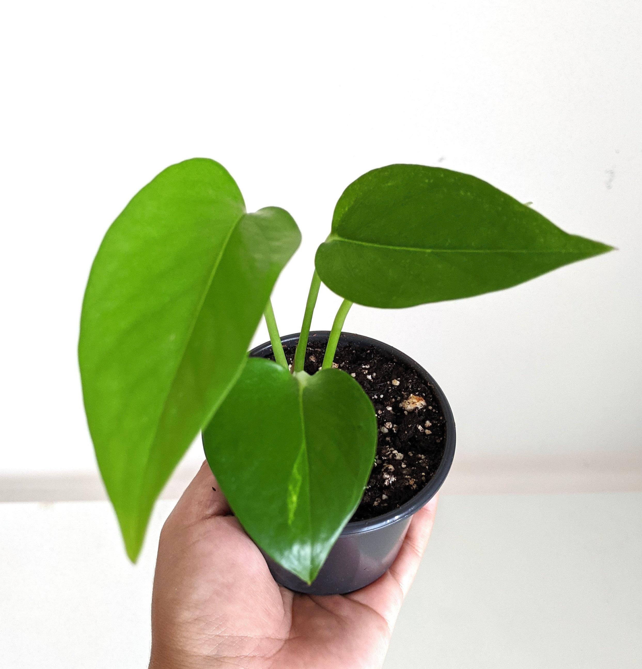 Golden Pothos Pothos Devils Ivy Varied Size Potted Plant 3 Pot I 4 Pot ...