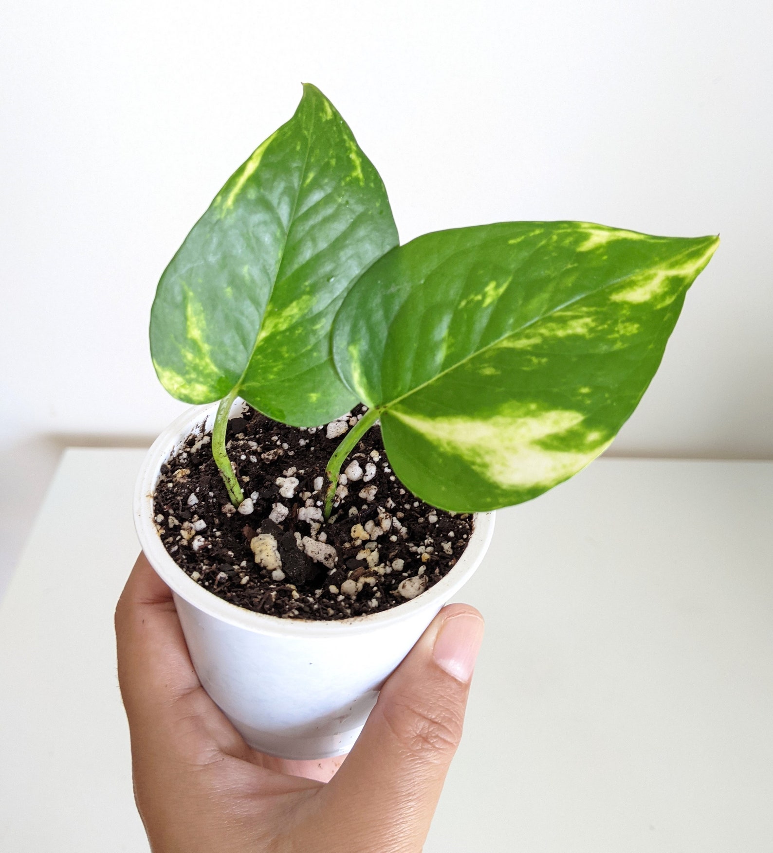 Golden Pothos Pothos Devils Ivy Varied Size Potted Plant 3 Pot I 4 Pot ...