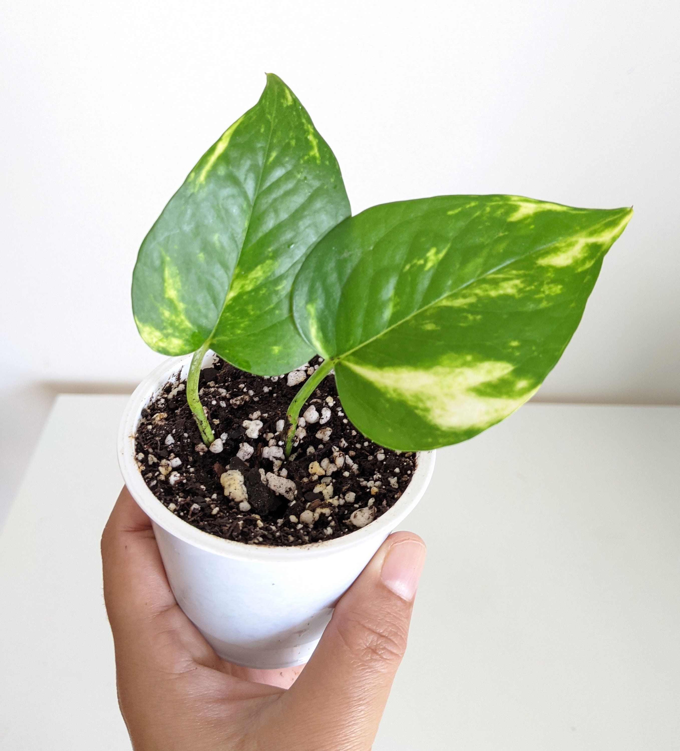 Golden Pothos Pothos Devils Ivy Varied Size Potted Plant 3 Pot I 4 Pot ...