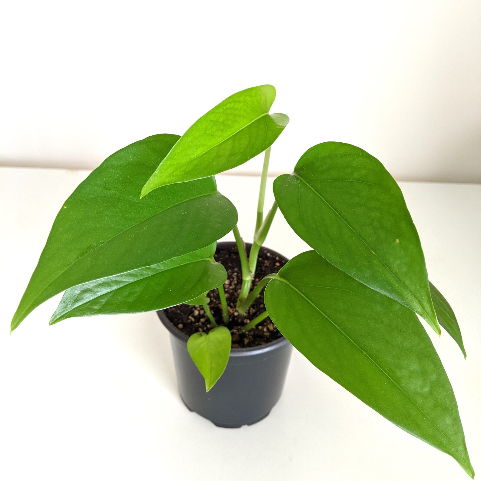 Golden Pothos Pothos Devils Ivy Varied Size Potted Plant 3 Pot I 4 Pot ...
