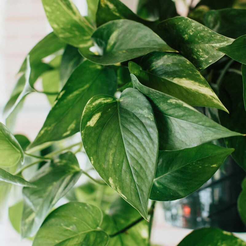 Golden Pothos Plant - Etsy