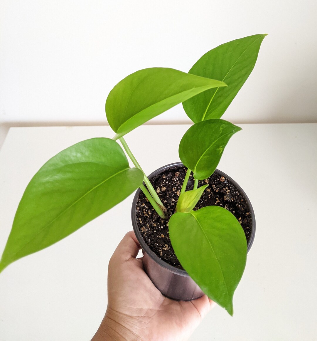 Golden Pothos Pothos Devils Ivy Varied Size Potted Plant 3 Pot I 4 Pot ...