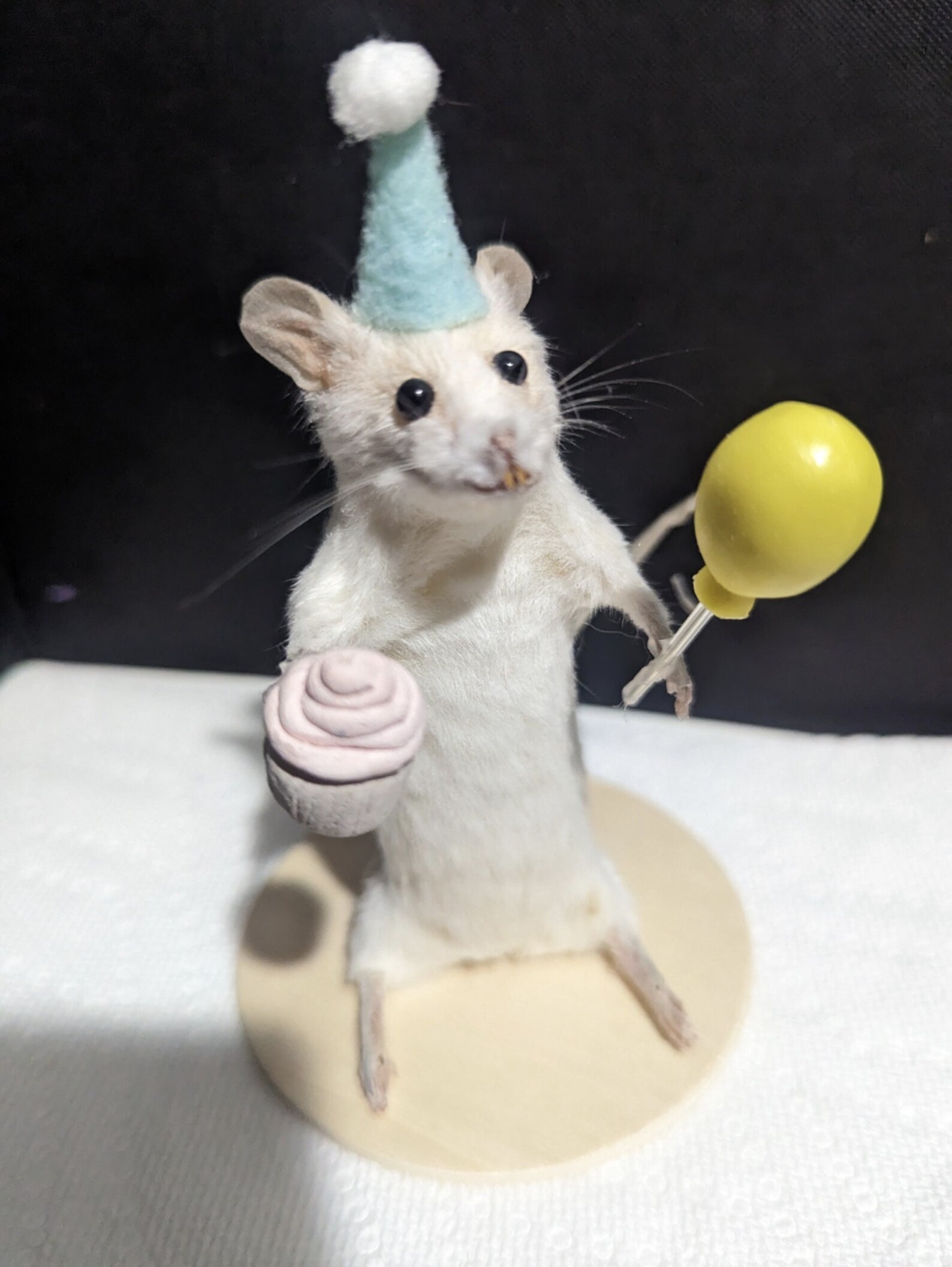 Taxidermy Birthday Mouse Odditys/curi Curiosity - Etsy