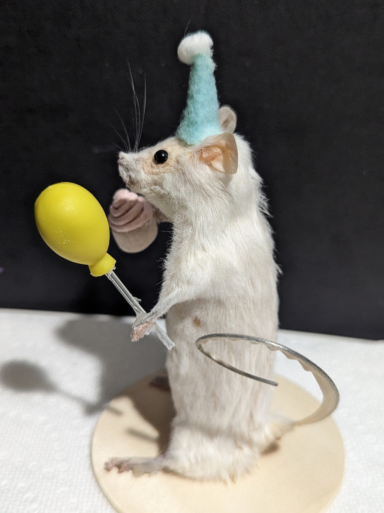 Taxidermy Birthday Mouse Odditys/curi Curiosity - Etsy