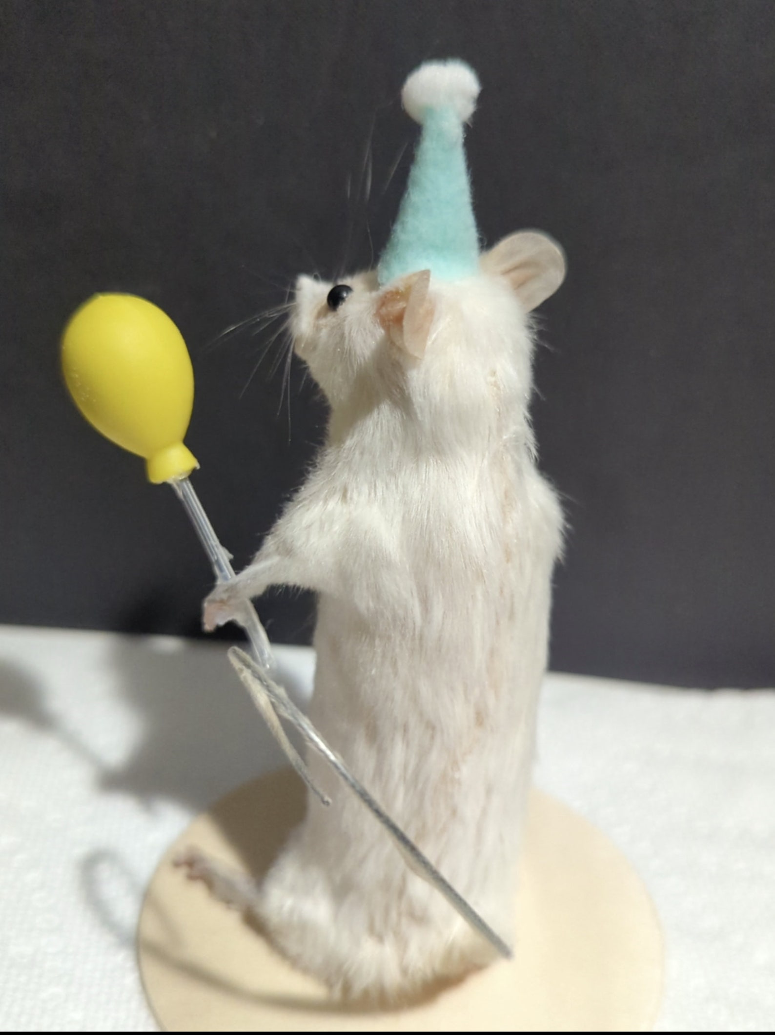 Taxidermy Birthday Mouse Odditys/curi Curiosity - Etsy