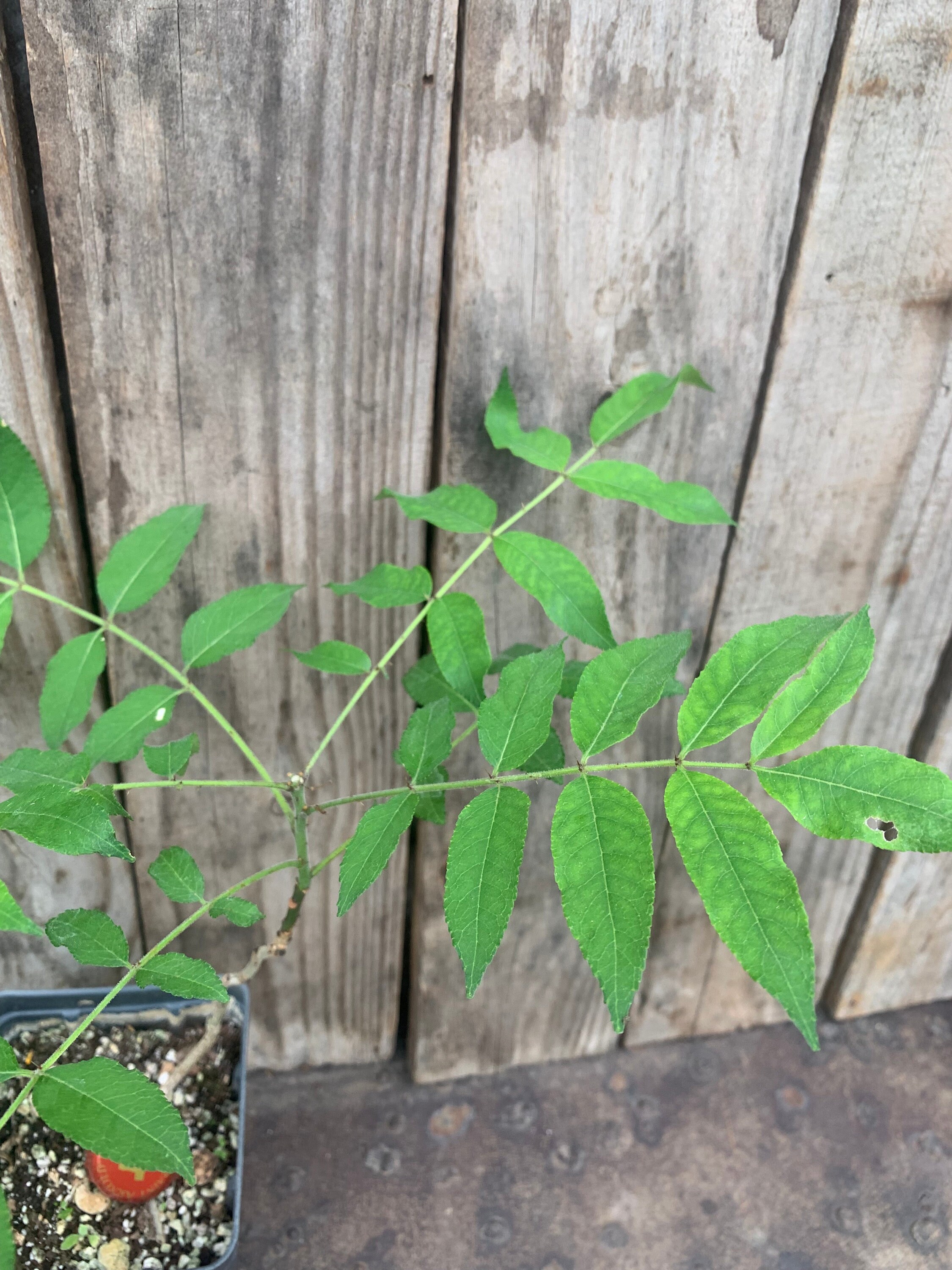 Hercules Club Tree Rooted Plant Zanthoxylum Clava-herculis - Etsy