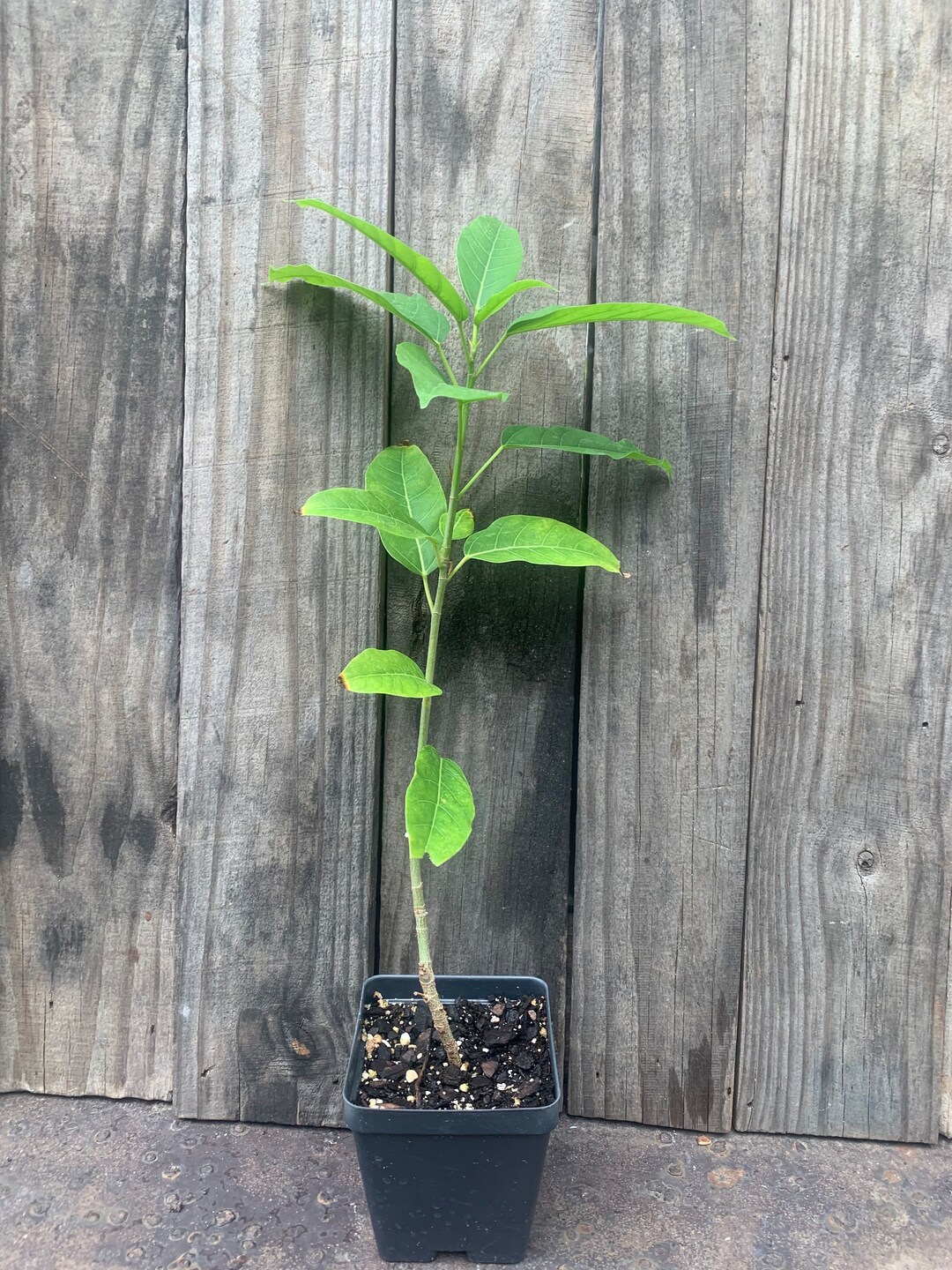 Ficus Virens Live Rooted Plant - Etsy