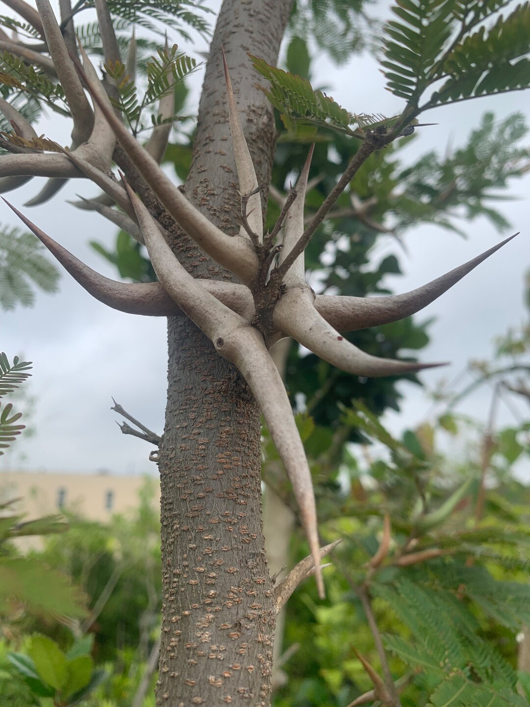 Bullhorn Acacia, Vachellia Cornigera, 15-SEEDS - Etsy