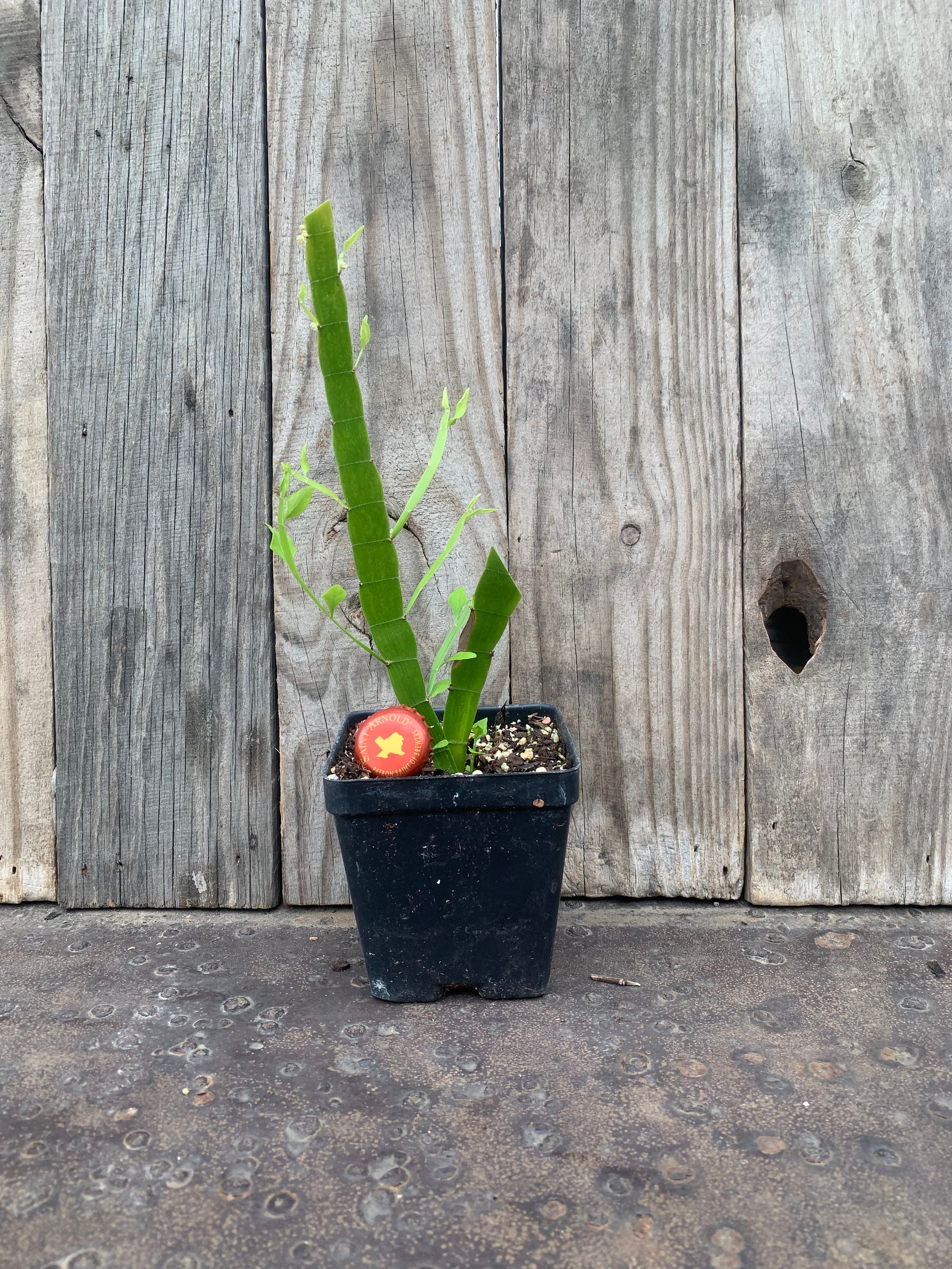 Tapeworm Plant Homalocladium Platycladum - Etsy